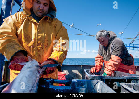 Fishermen clean Atlantic Cod fish (Gadus morhua) on deck of fishing ...