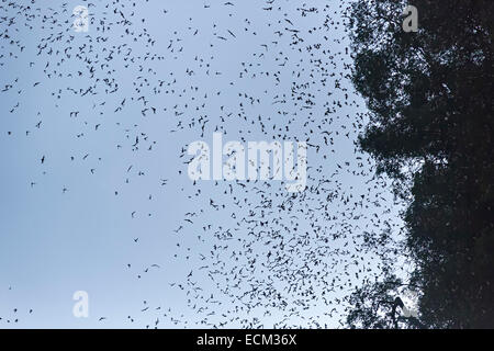 Wrinkle-lipped Free-tailed Bat (Chaerephon plicata) hugh flock, in ...
