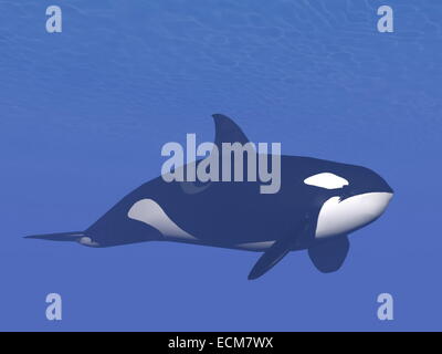Illustration of an Black and White Orca Whale Smiling Stock Photo - Alamy