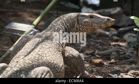 Indian Monitor Lizard in the mangrove forest of Sunderbans national ...