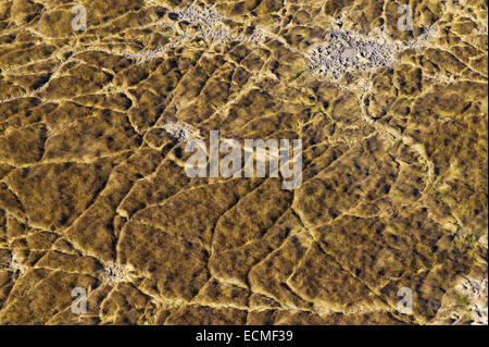 Marshland with animal trails and little muddy pools, aerial view ...