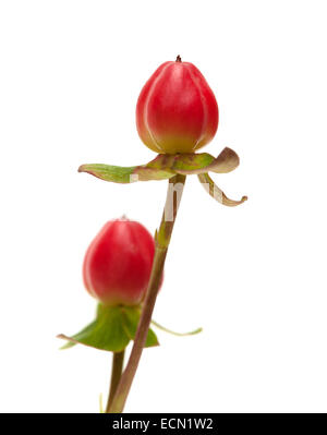orange Hypericum berries isolated on white Stock Photo - Alamy