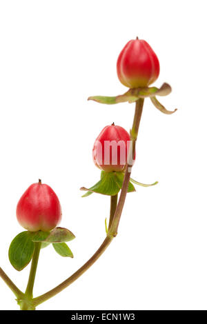 orange Hypericum berries isolated on white Stock Photo - Alamy