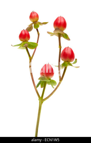 orange Hypericum berries isolated on white Stock Photo - Alamy
