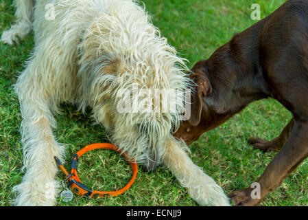Chocolate lab and Irish Wolfhound dogs playing with a collar Stock ...