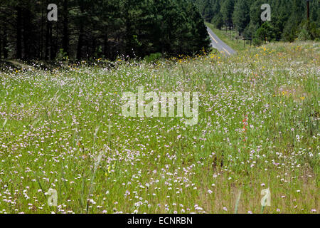 Flagstaff, Arizona, Historic Route 66, USA Stock Photo - Alamy