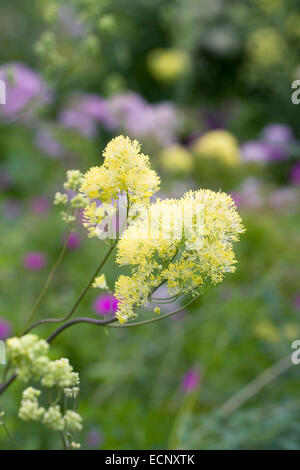 Close up of thalictrum flowers Stock Photo - Alamy