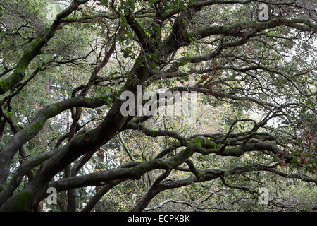 California Oak Trees on the UC Berkeley Campus Stock Photo - Alamy