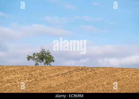 Tree on horizon of ploughed field the Cotswolds Upper Rissington ...