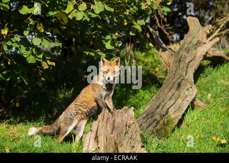Wild Red Fox (Vulpes vulpes) scavenging in a natural woodland forest setting. Peering intently ...