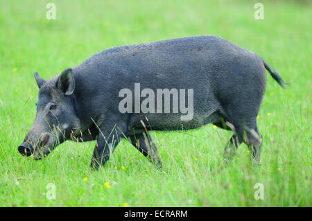Female wild boar in field Stock Photo - Alamy