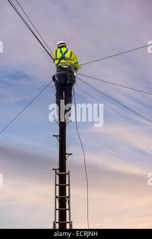 An Openreach engineer up a ladder working on a telephone line ...