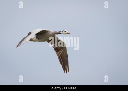 Bar headed goose in flight , Anser indicus, adult feral bird, Norfolk ...