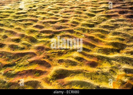 Fossil ripple beach marks in Sandstone on sea cliffs near boulmer ...