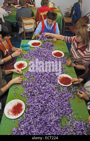 Extracting saffron flower stigmas at La Rosera saffron factory Motilla ...