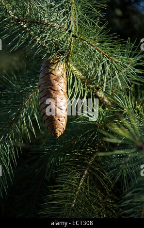 Morinda spruce, Picea smithiana Stock Photo - Alamy