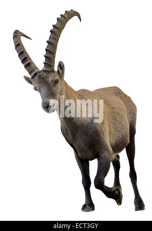Alpine ibex (Capra ibex), young white ibex, leucistic, Alps ...