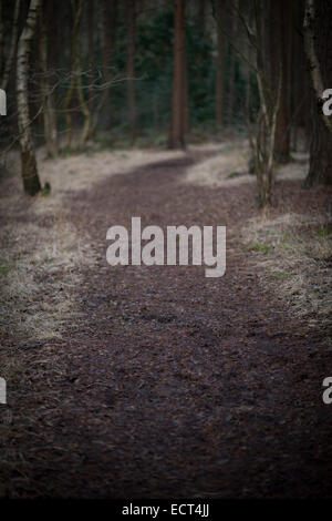 The woods at nightfall Stock Photo - Alamy