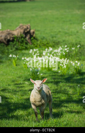 Cute lamb in spring, Friesland The Netherlands Stock Photo - Alamy