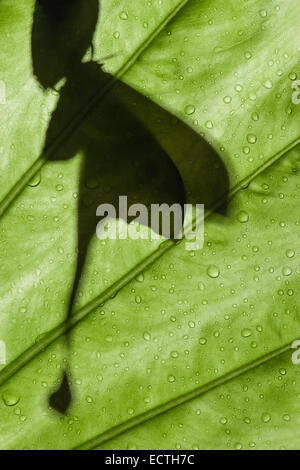 African moon moth (Argema mimosae), in a butterfly farm, with pupas in ...