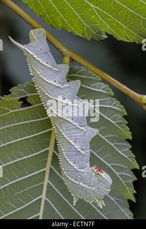 Elm Sphinx (Ceratomia amyntor) Larva on Elm. Note the incredible ...