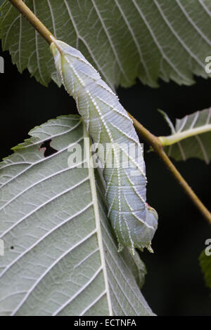 Elm Sphinx (Ceratomia amyntor) Larva on Elm. Note the incredible ...