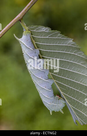 Elm Sphinx (Ceratomia amyntor) Larva on Elm. Note the incredible ...