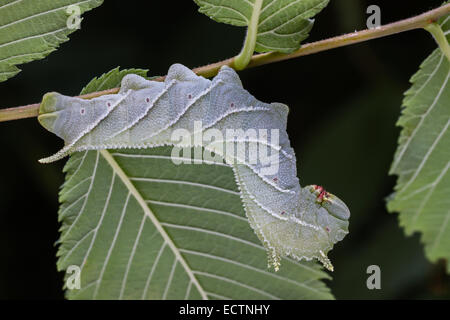 Elm Sphinx (Ceratomia amyntor) Larva on Elm. Note the incredible ...