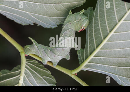 Elm Sphinx (Ceratomia amyntor) Larva on Elm. Note the incredible ...