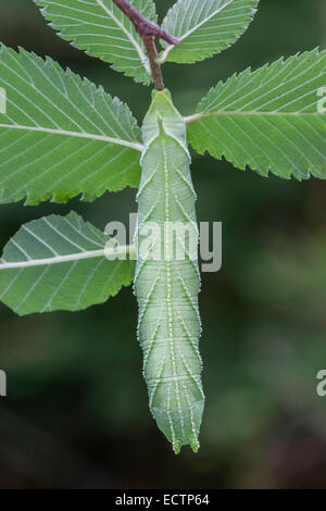 Elm Sphinx (Ceratomia amyntor) Larva on Elm. Note the incredible ...