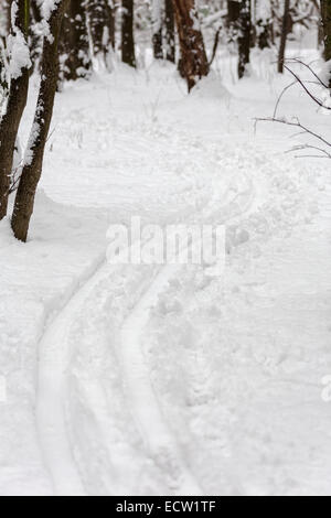 Beautiful winter forest with ski track. Tall snow covered pines in ...