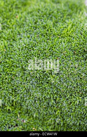 Minuartia stellata leaves in a rock garden Stock Photo - Alamy