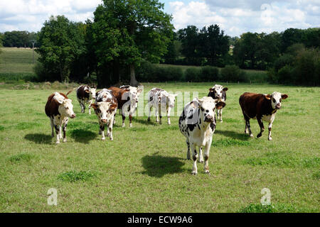 Brown and white French Normandy cow in a meadow in the Dordogne area of ...