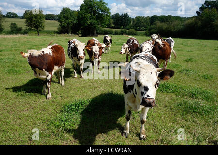 Brown and white French Normandy cow with herd of cattle in a meadow in ...