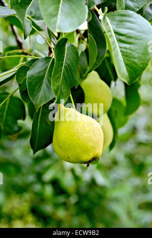 Ripe large yellow pears hanging on branches of a young tree in the ...