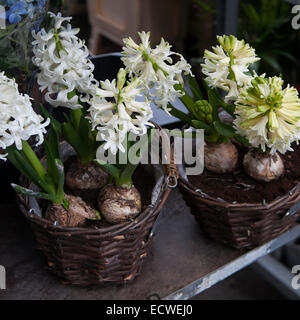 hyacinth surrounded by different flowers in flower store Stock Photo ...