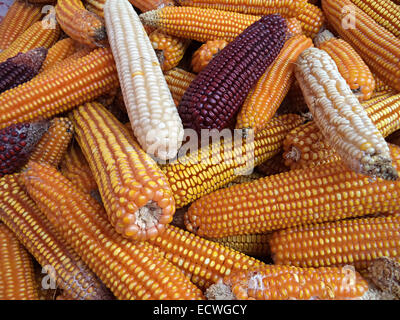 A lot of dried corn cobs. Autumn background Stock Photo - Alamy