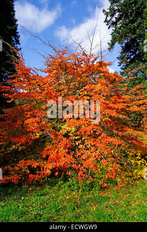 Autumn foliage of Parrotia persica / Persian Ironwood / parrot tree in ...