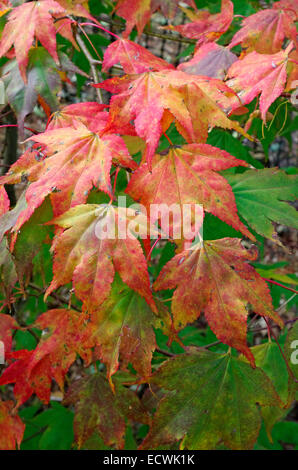 Japanese maple 'Tsuma-gaki' Stock Photo - Alamy
