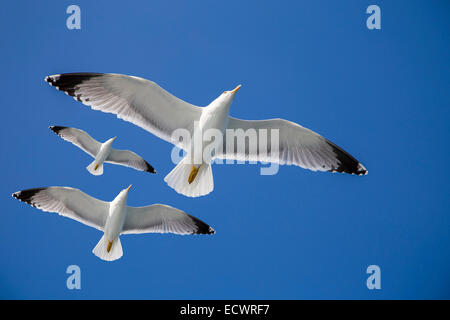 seagulls flying in blue clear sky Stock Photo - Alamy