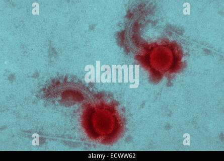 Electron micrograph of a bacteriophage Stock Photo - Alamy