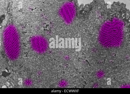 Canine adenovirus electron microscope image Stock Photo - Alamy