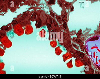Light microscope image of mouse lung cells Stock Photo - Alamy