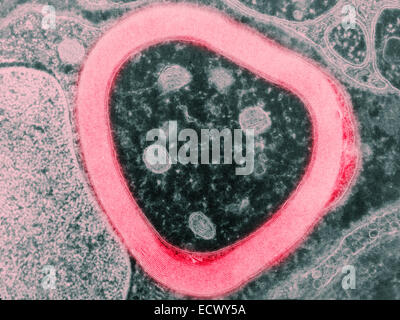 transmission electron micrograph of myelin sheath Stock Photo - Alamy