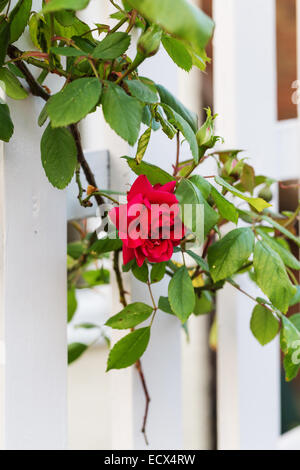 Red rose flower in the garden Stock Photo - Alamy