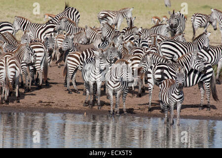 Zebras gathering in the migration - Masai Mara, kenya Stock Photo - Alamy