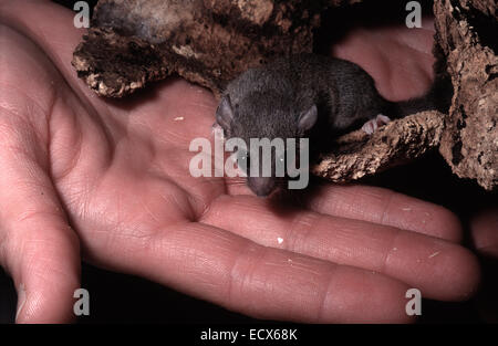 Woodland Dormouse, Graphiurus murinus, Gliridae Stock Photo - Alamy