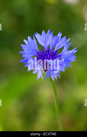 A cornflower Centaurea cyanus with blue petals and a green stem is ...