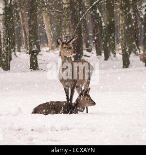Roe deer in a snowy forest. Capreolus capreolus. Wild roe deer in ...