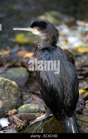 Shag; Phalacrocorax aristotelis; Juvenile; Winter; Cornwall; UK Stock ...